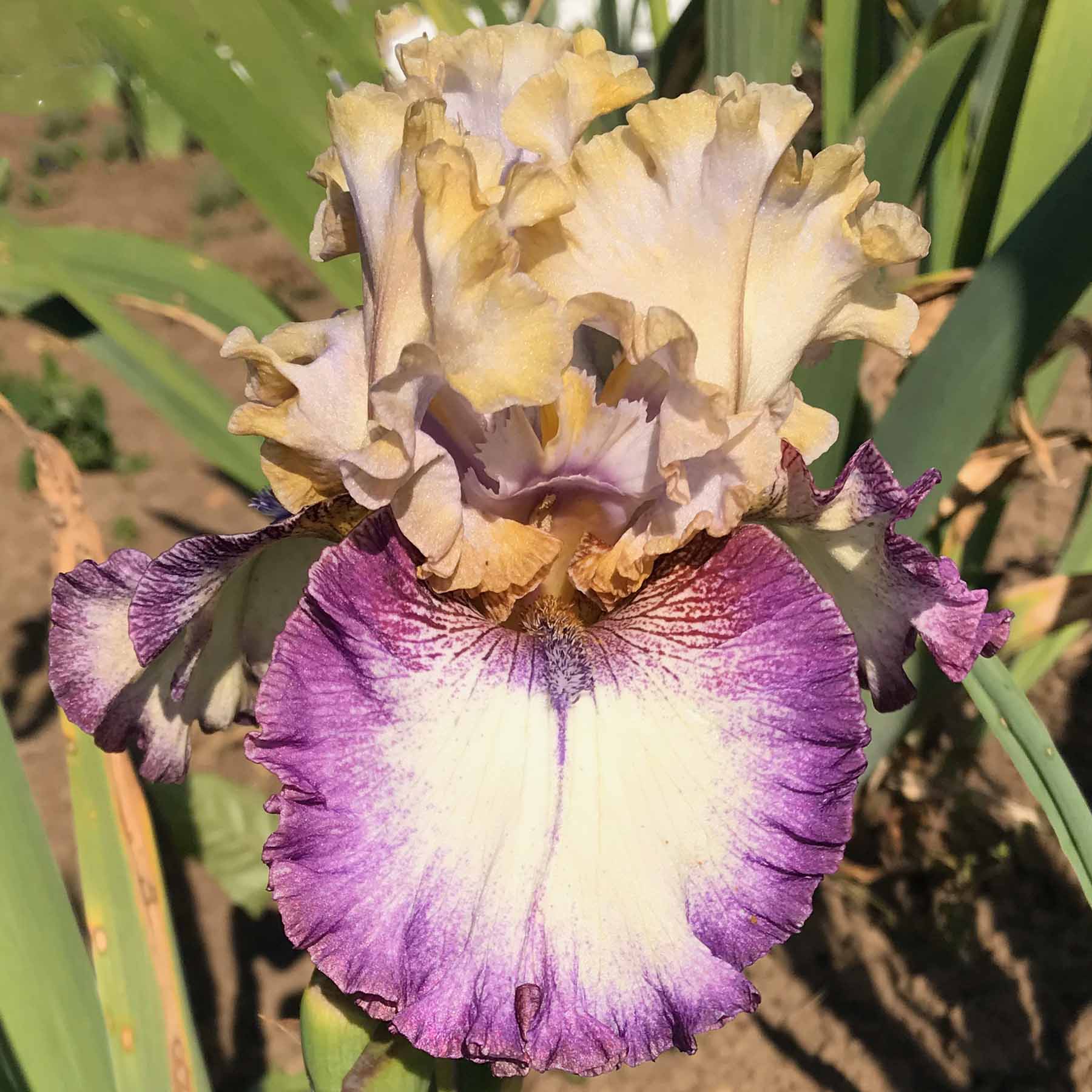 iris_tb